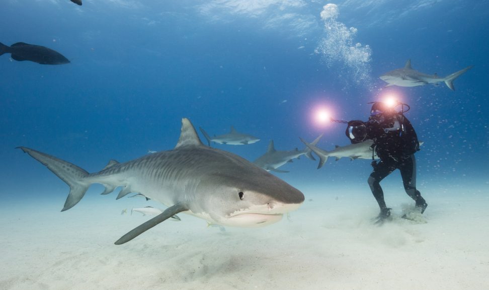 Abraham filming tiger shark - photo credit Eric Cheng - British ...
